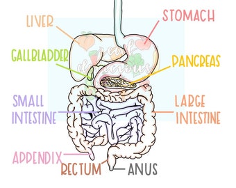 The Digestive System Poster, Anatomy Poster, Classroom Poster, Organs ...