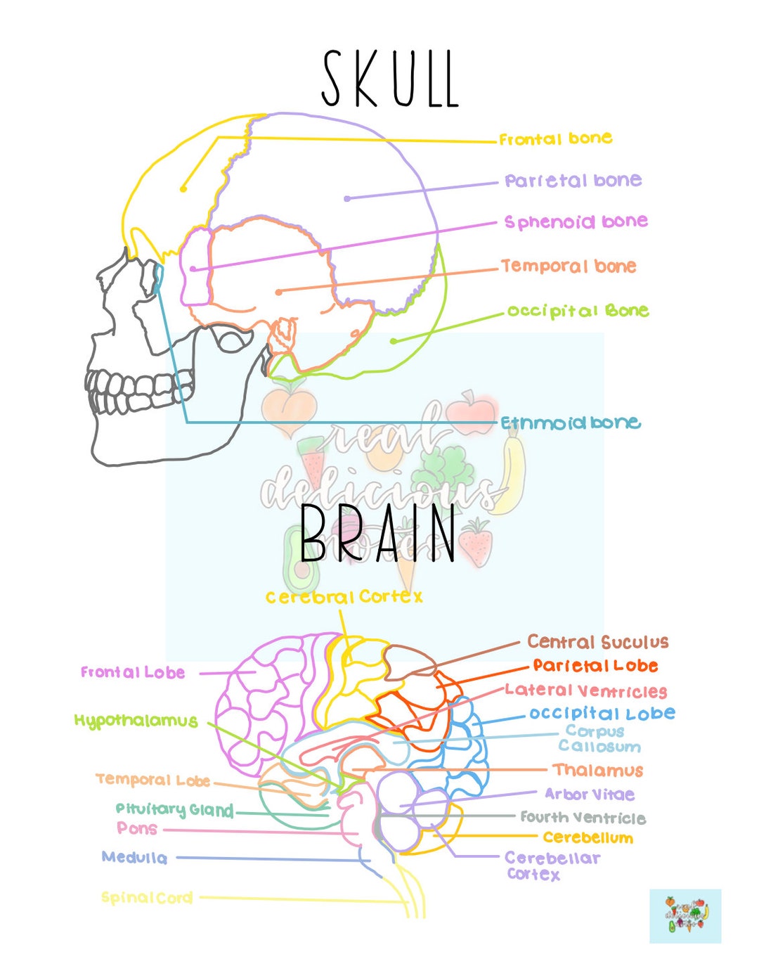 Skull and Brain Anatomy - Etsy