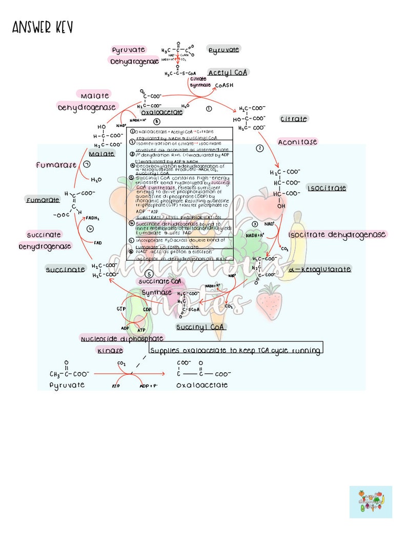 Tca/krebs/citric Acid Cycle Worksheet - Etsy