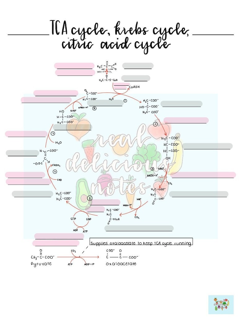Tca/krebs/citric Acid Cycle Worksheet - Etsy