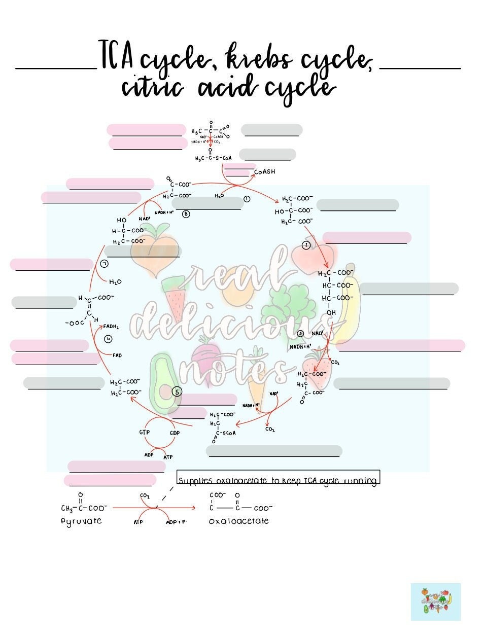 Tca Krebs Citric Acid Cycle Worksheet Etsy