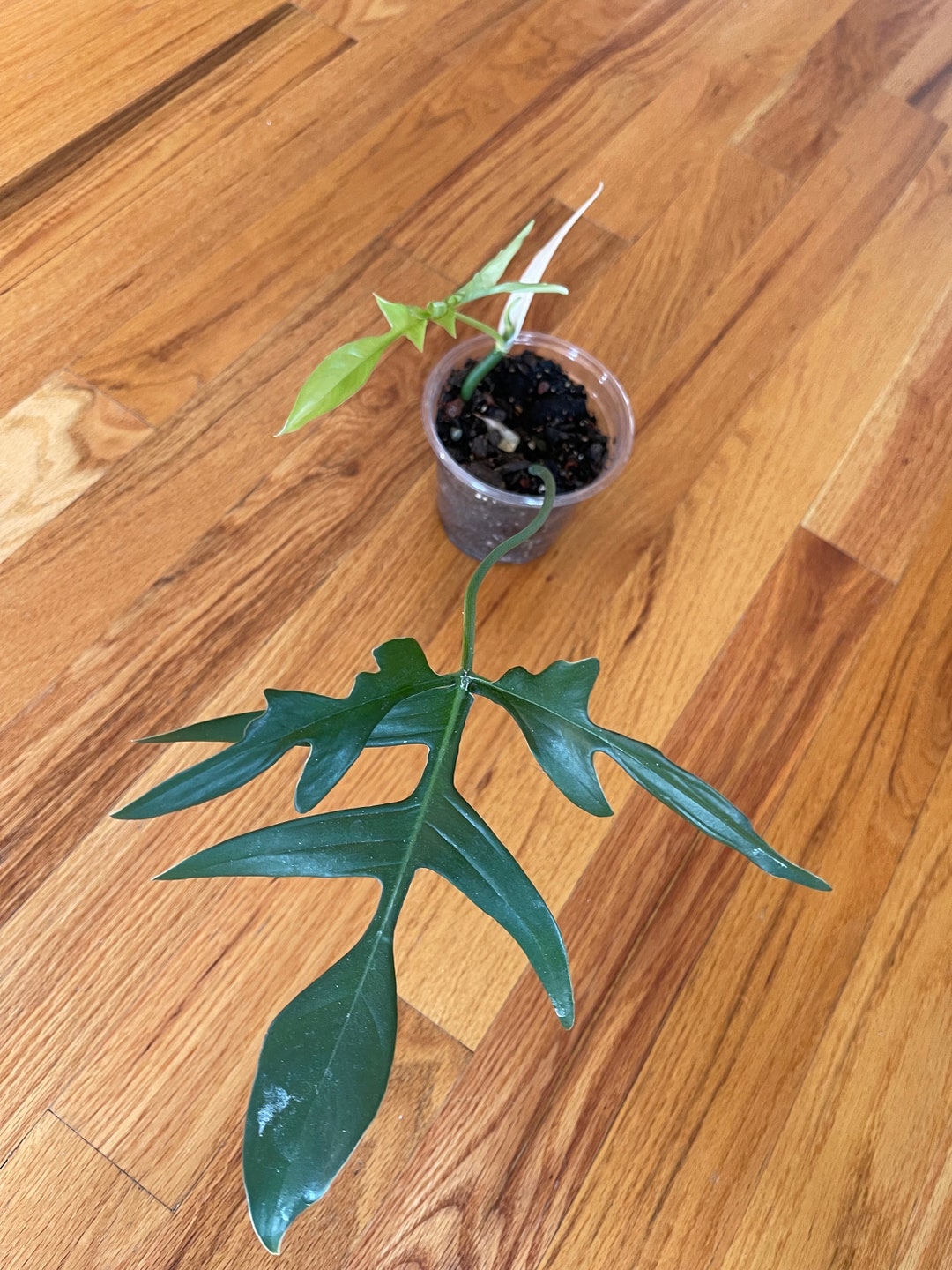 Philodendron Glad Hands - Etsy