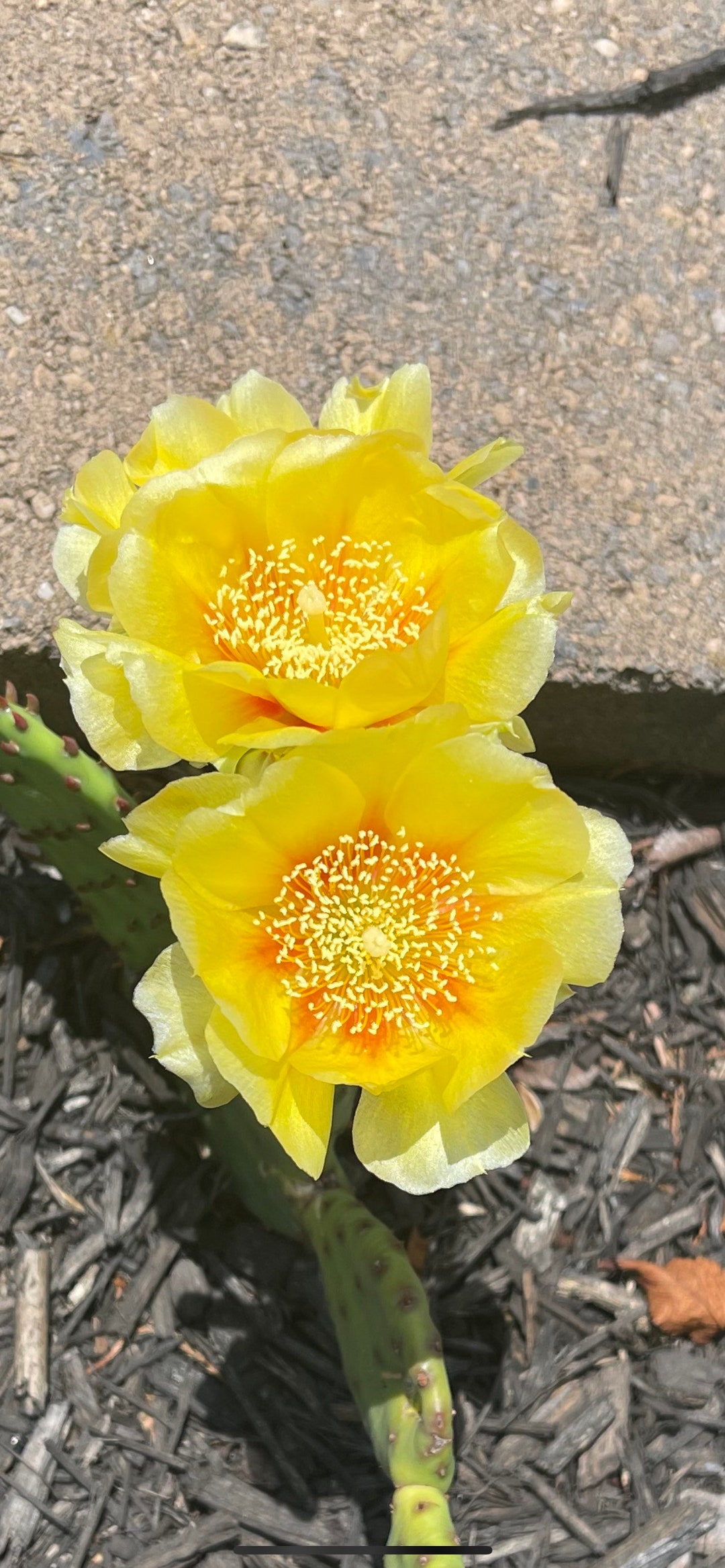 Opuntia Humifusa Cutting - Eastern Prickly Pear Cactus, Cold Hardy ...