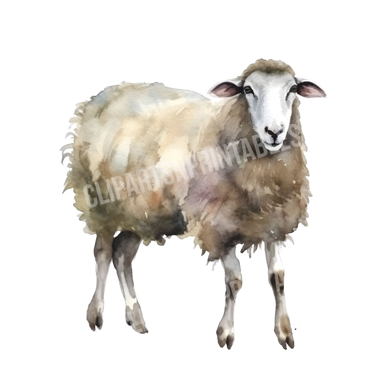 Sheep Watercolor Clipart, 12 Pngs and Jpgs and for Digital Download ...