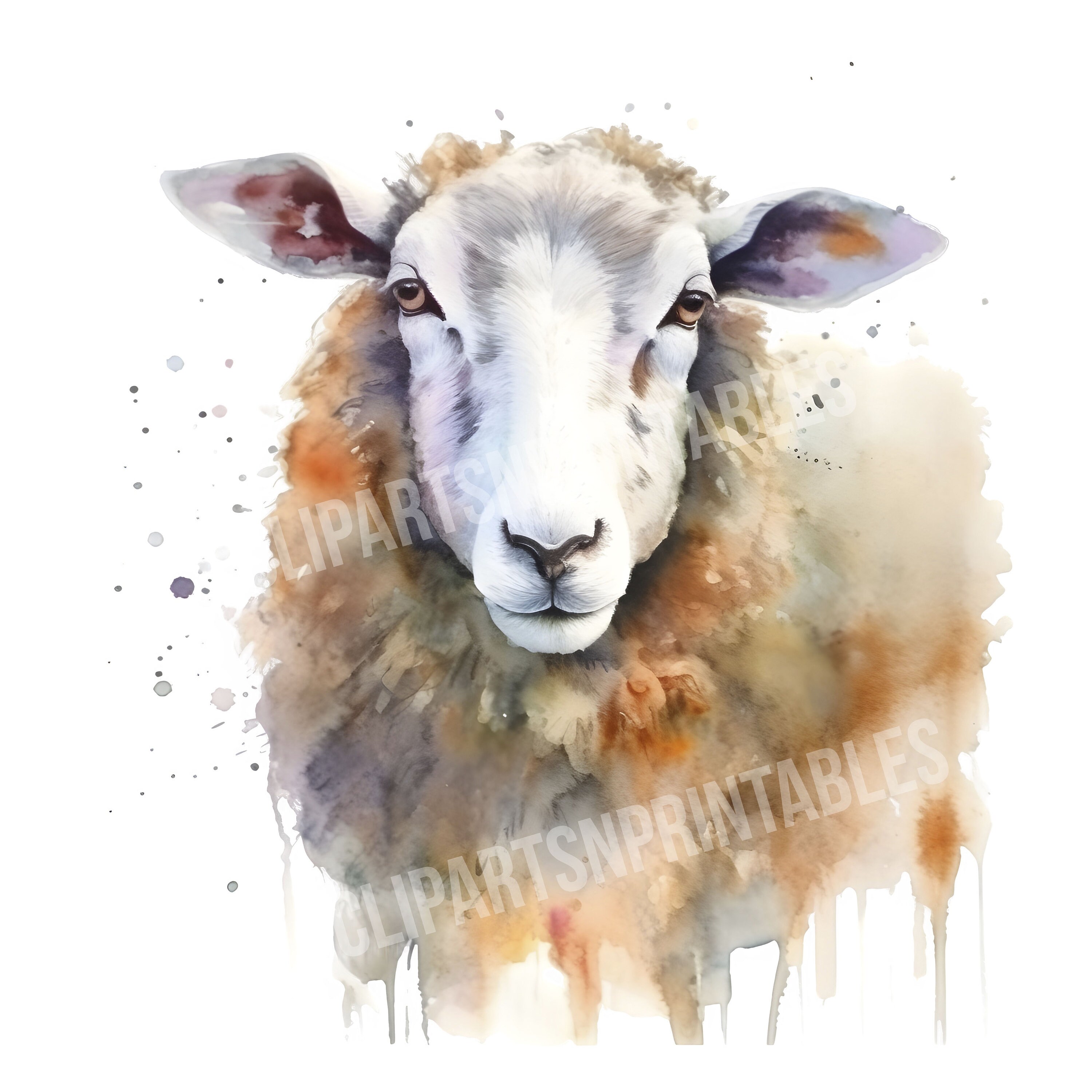 Sheep Watercolor Clipart, 12 Pngs and Jpgs and for Digital Download ...