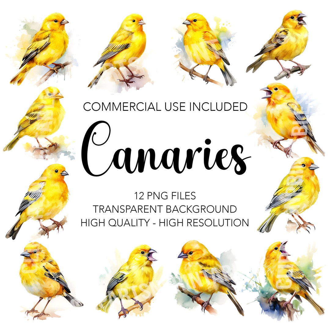 Canaries Clipart, 12 High Quality Transparent Background Pngs, Birds ...