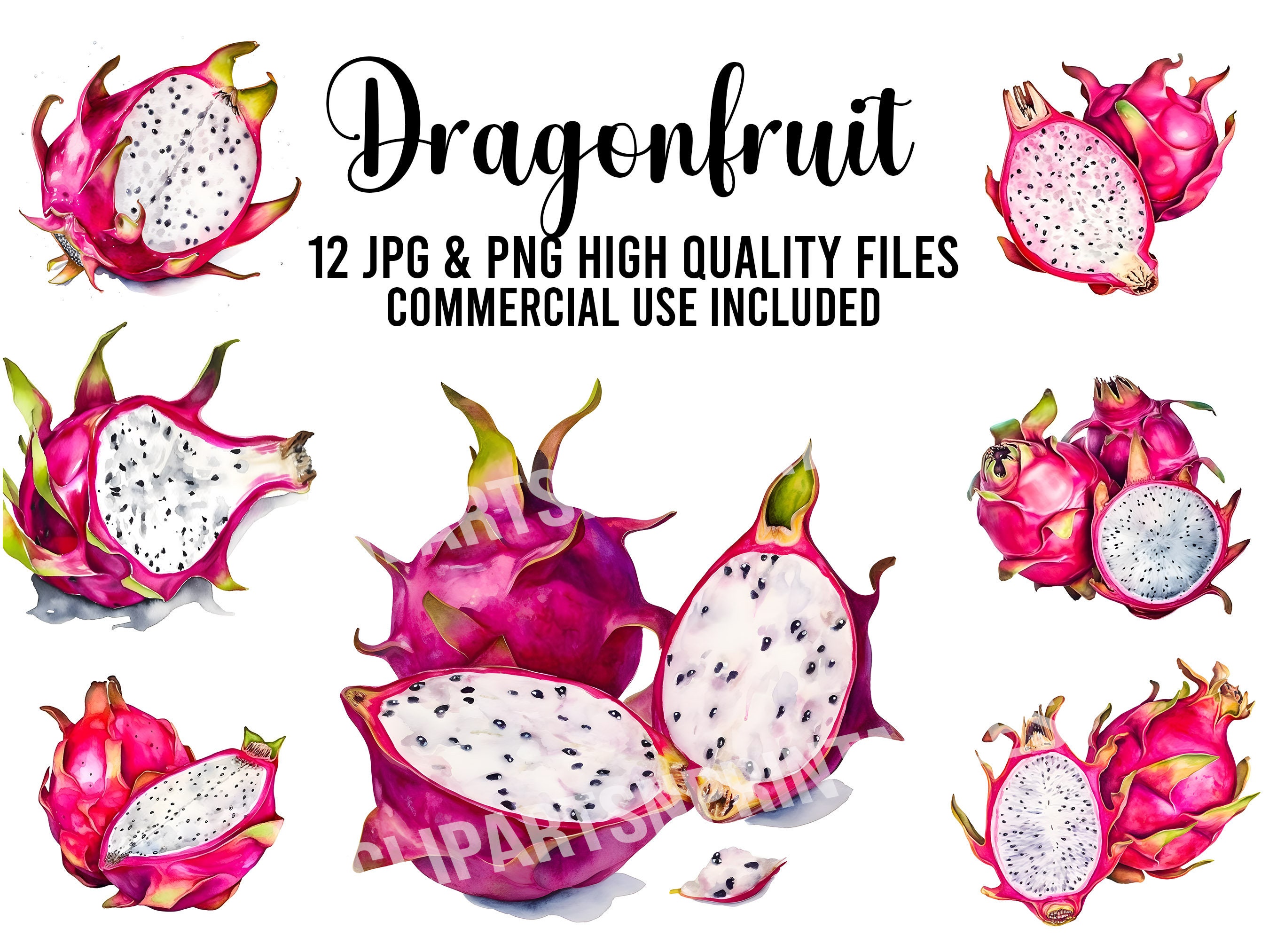 Dragonfruit Watercolor Clipart, 12 Pngs and Jpgs and for Digital ...