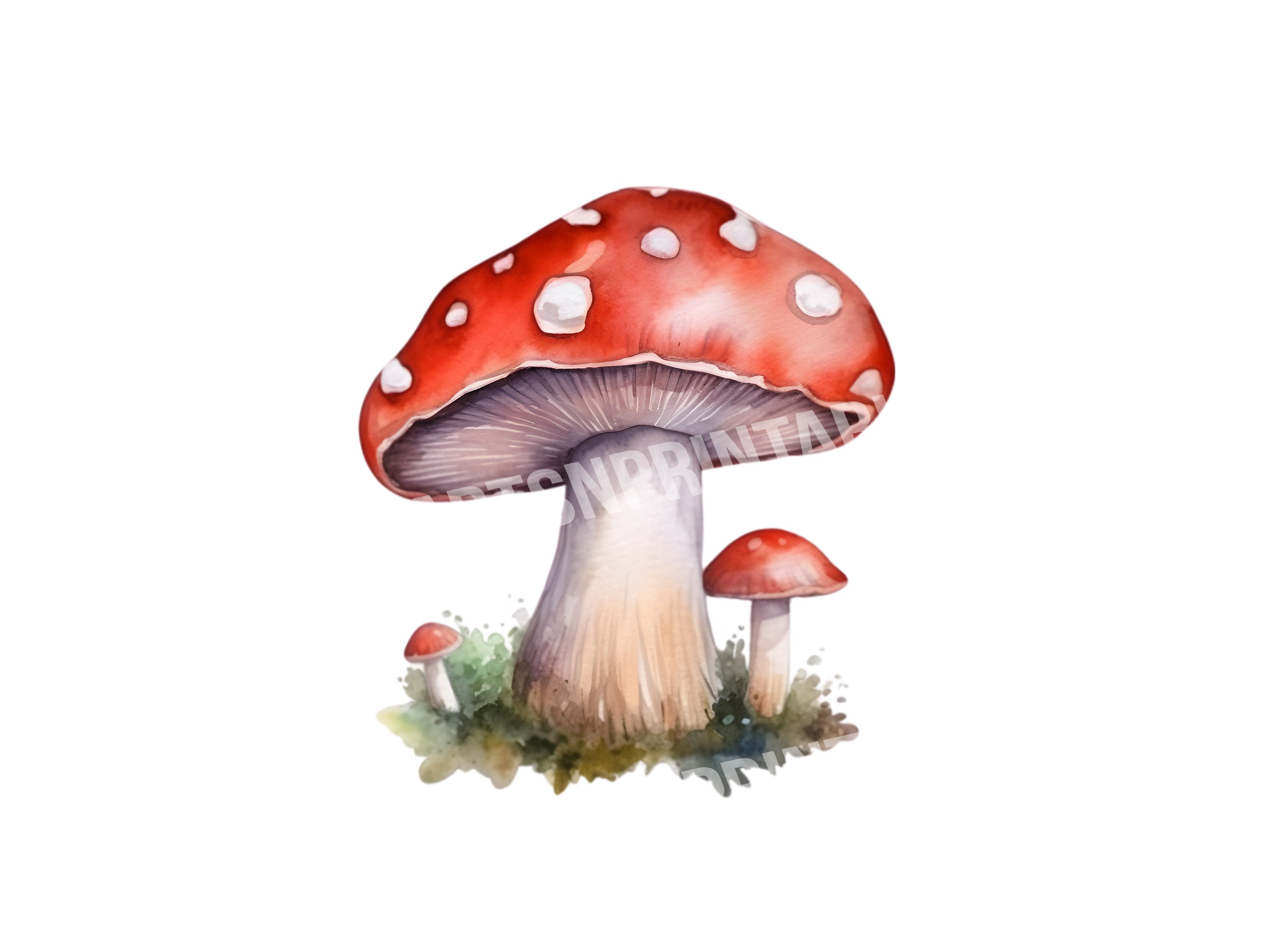 Toadstools Clipart - 12 High Quality Transparent Background Pngs ...