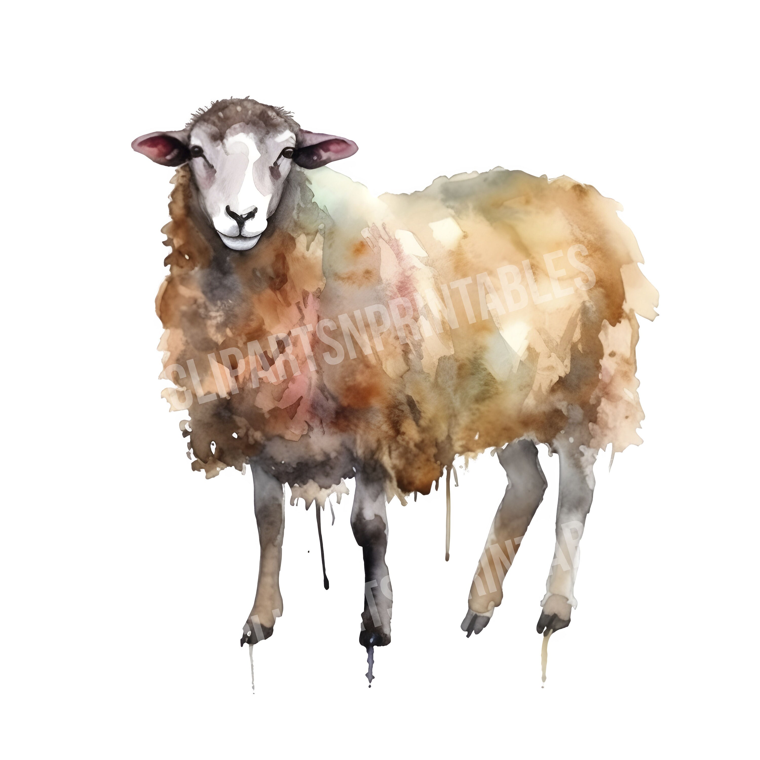 Sheep Watercolor Clipart, 12 Pngs and Jpgs and for Digital Download ...