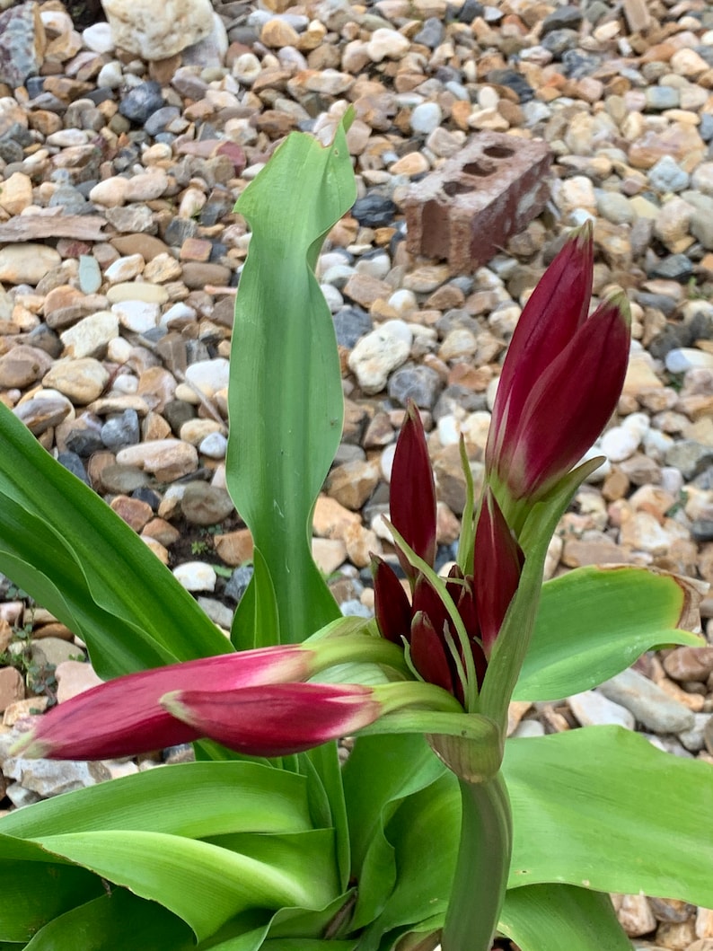 Red Crinum Lily Cheap/fast Shipping Live Plant Bulb Ellen - Etsy