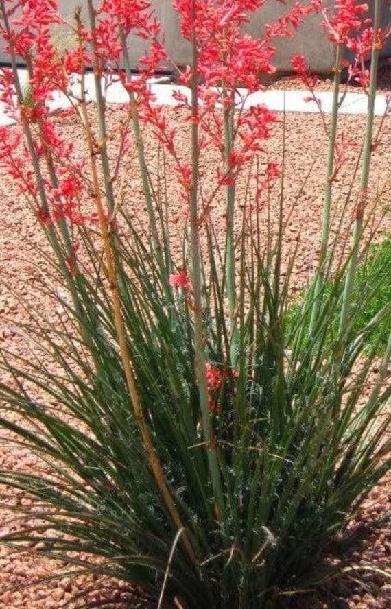 Dallas Texas Red Yucca Plant