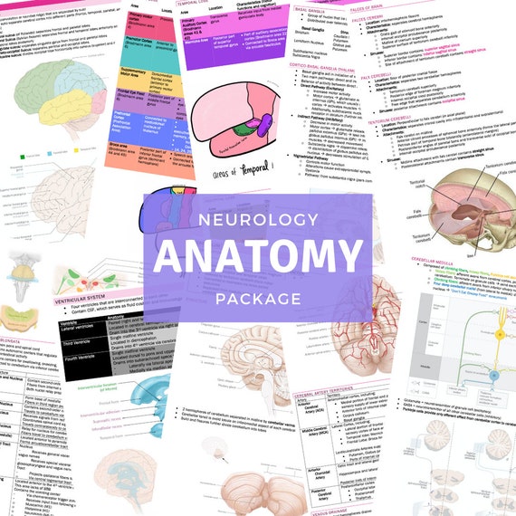 Neuroanatomy - Etsy