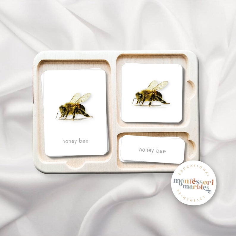 Bees and Wasps 3-part Cards | Montessori Spring Nature Study | Insect 3 ...