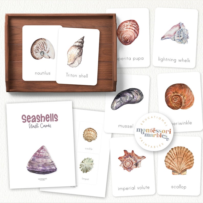 Seashells Flash Cards | Montessori Science | Ocean Vocabulary Nature ...