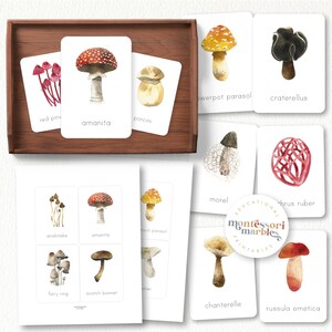 MUSHROOM Flash Cards | Montessori Inspired Fall Autumn Vocabulary ...