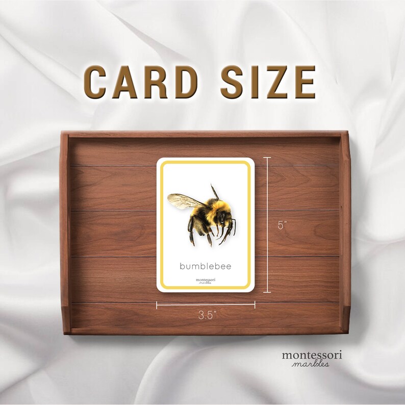 PARTS OF BEE Montessori Nomenclature Cards Nature Inspired - Etsy