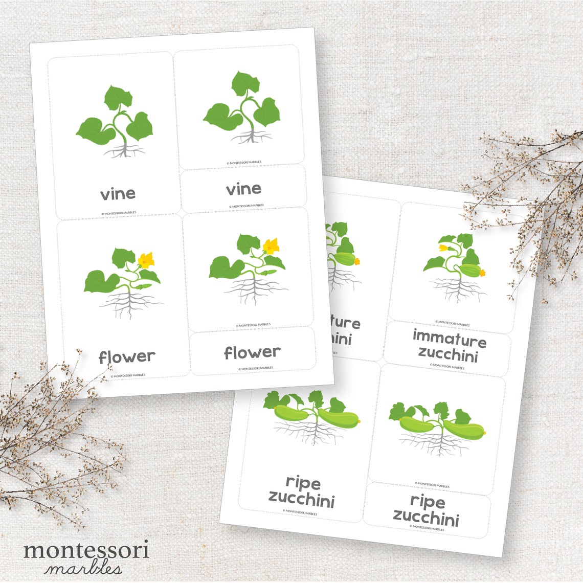 Life Cycle of a Zucchini Montessori Nomenclature Cards - Etsy