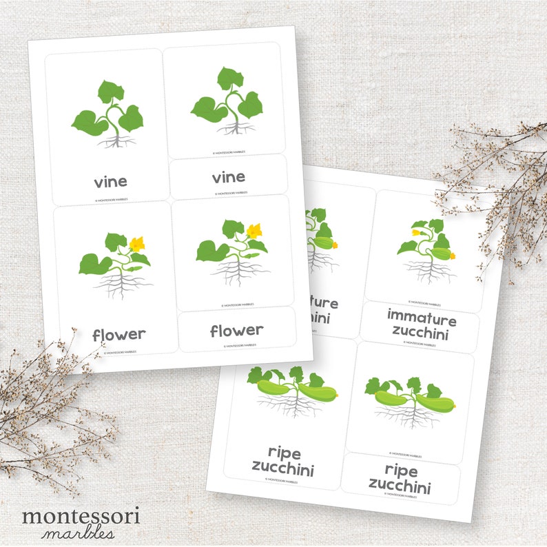 Life Cycle of a Zucchini Montessori Nomenclature Cards - Etsy
