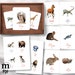 CURSIVE BEGINNING SOUNDS Flash Card Montessori, Phonics, Vocabulary ...