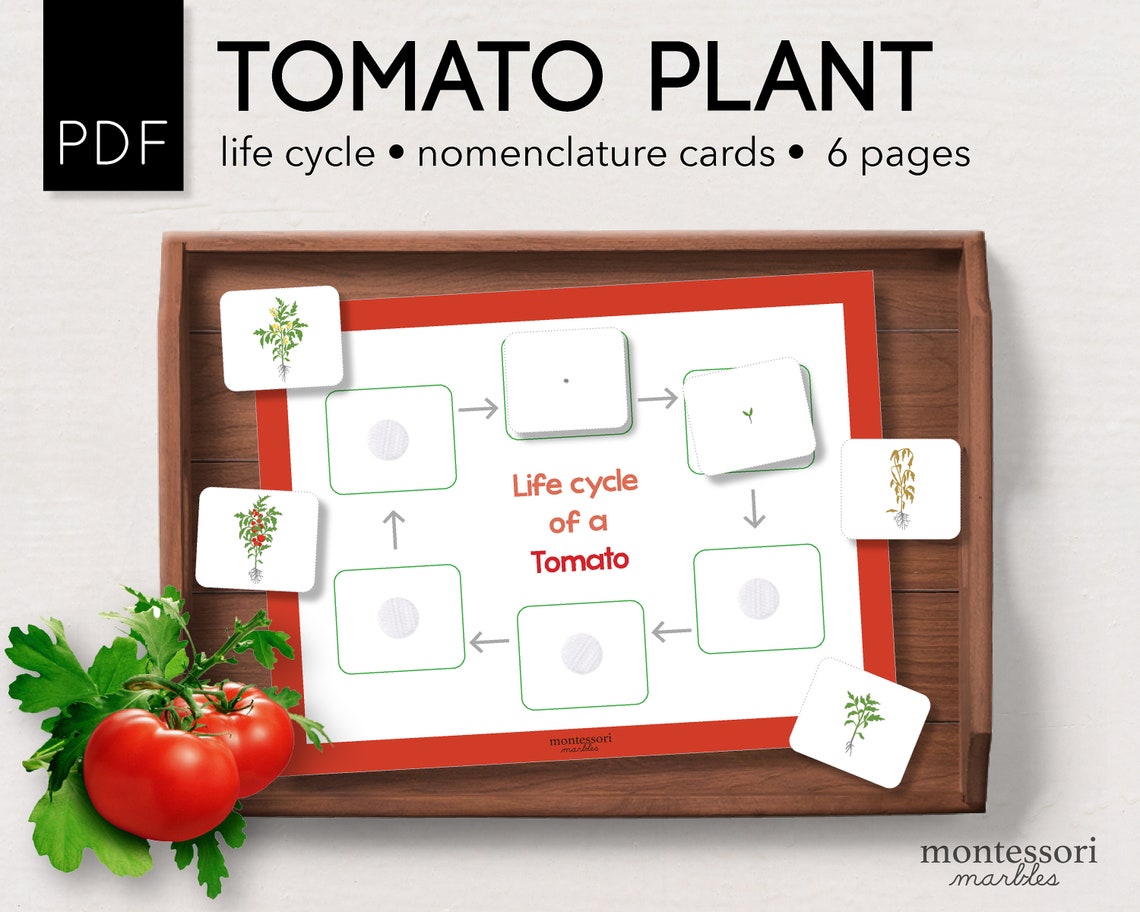 Life Cycle of a Tomato Plant Montessori Nomenclature Cards | Etsy