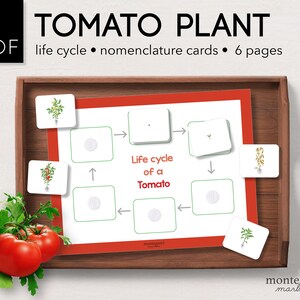 Life Cycle of a Tomato Plant Montessori Nomenclature Cards - Etsy