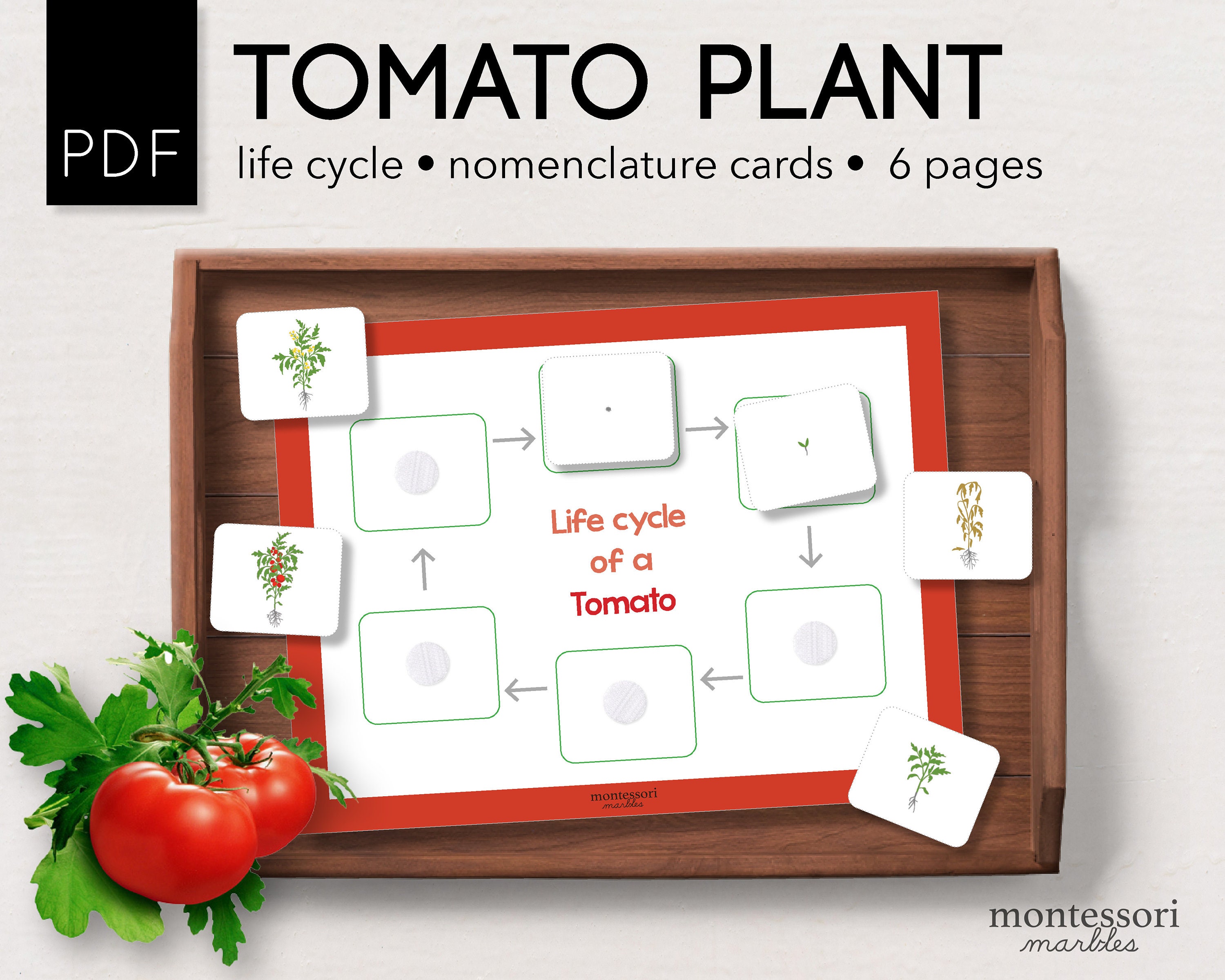 Life Cycle Of A Tomato Plant
