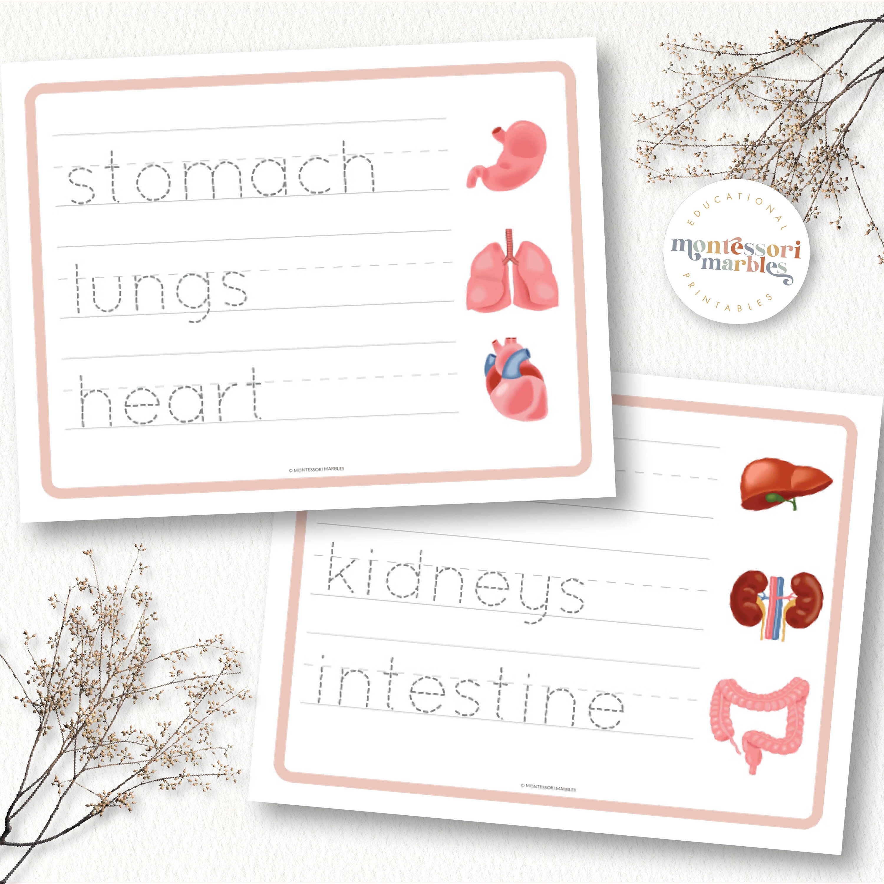 HUMAN ORGANS Handwriting Practice, Tracing and Spelling Worksheet ...