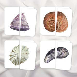 SEASHELLS Activity Bundle | Montessori Inspired Resources | Summer ...