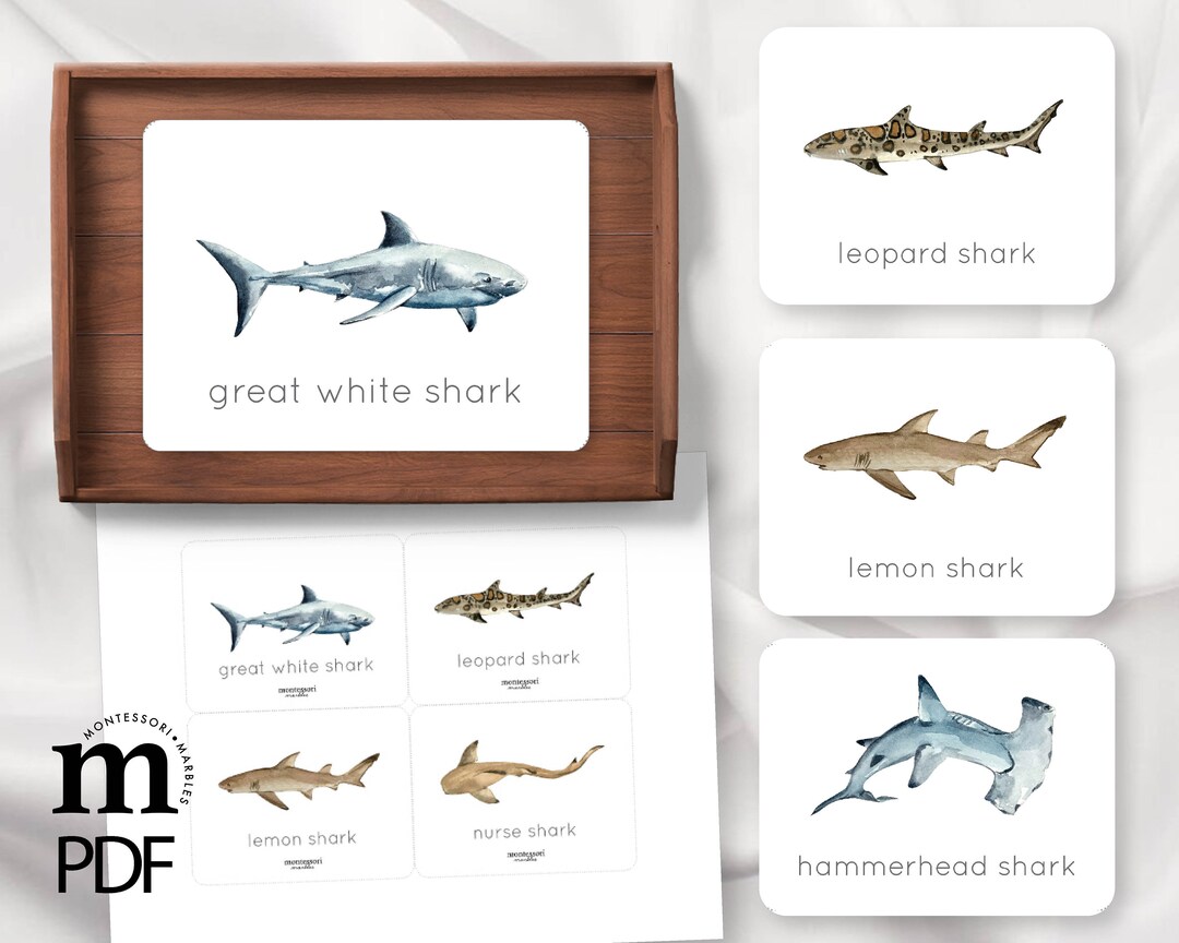 SHARKS Flash Cards Types of Sharks Watercolor Sharks Flash - Etsy