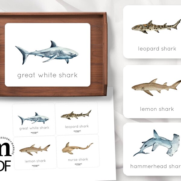 Shark Activities for Kids - Etsy