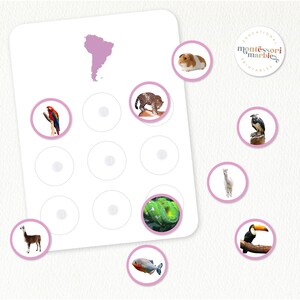 ANIMALS AND CONTINENTS Sorting Cards | Geography-based Animals Activity ...