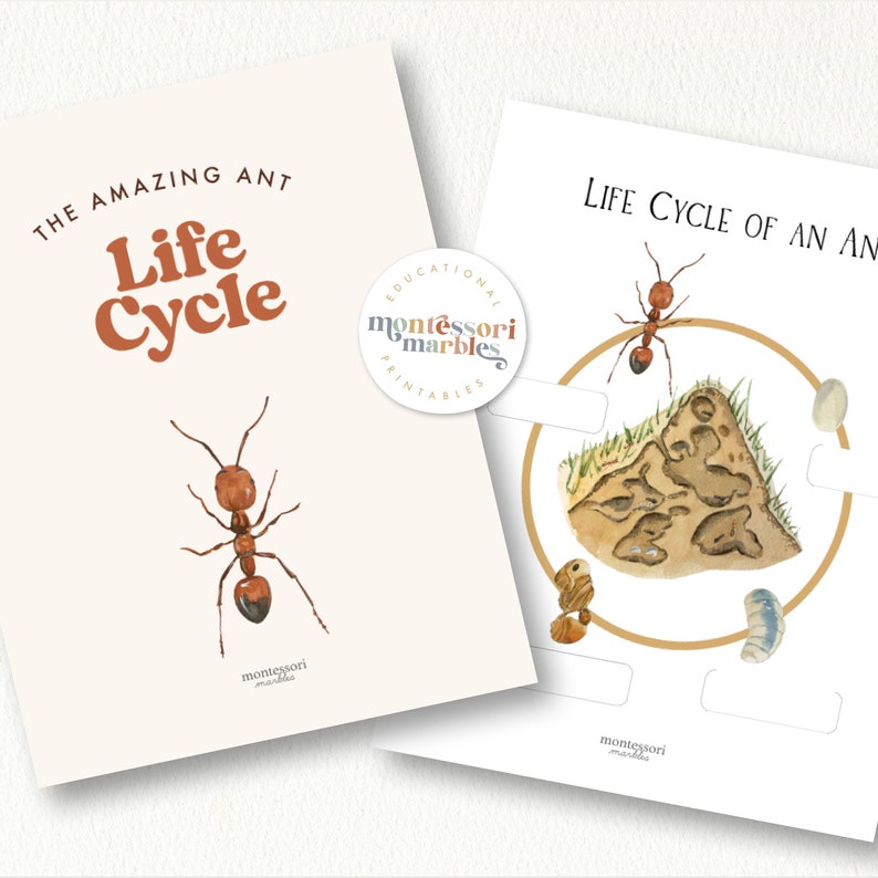 Ant Life Cycle Nomenclature Cards | Montessori Science | Sequencing ...