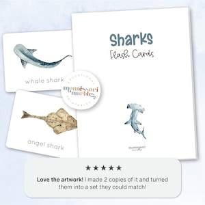 SHARKS Flash Cards | Types of Sharks | Watercolor Sharks Flash Cards ...
