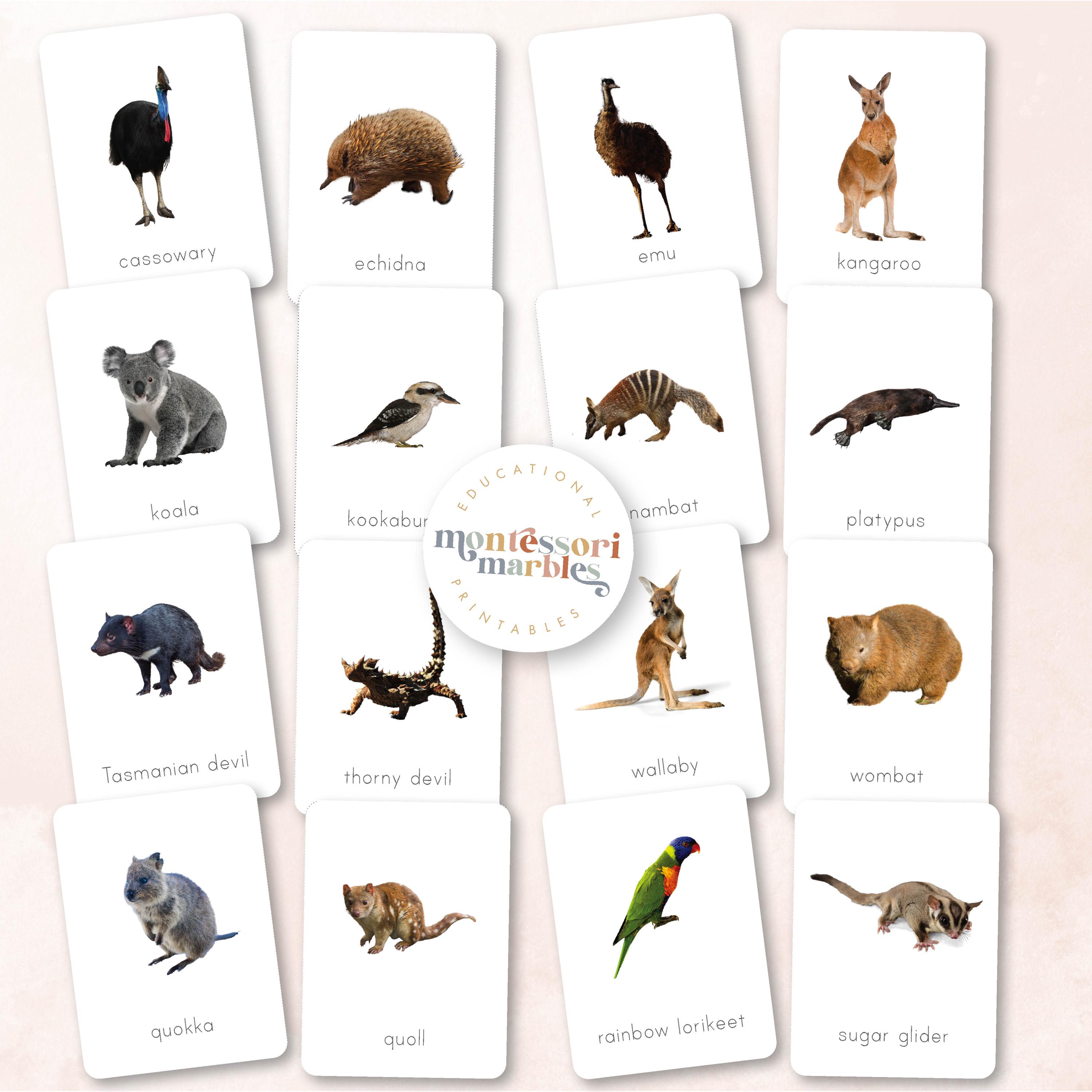 Australian Animals Nomenclature Cards | Montessori 3-part Cards ...