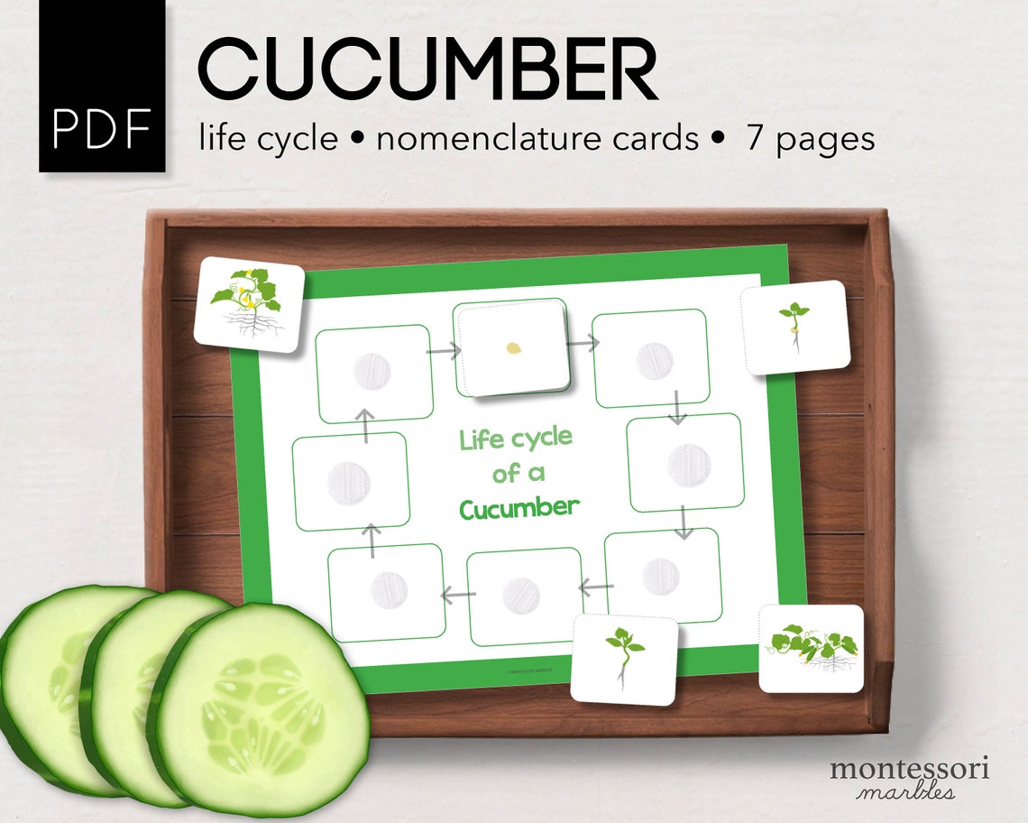 Life Cycle of a Cucumber & Nomenclature Cards for Toddlers | Etsy