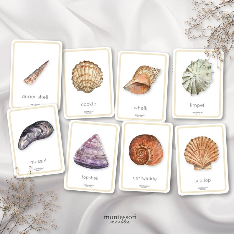 SEASHELLS Flash Cards Montessori Inspired Printable - Etsy
