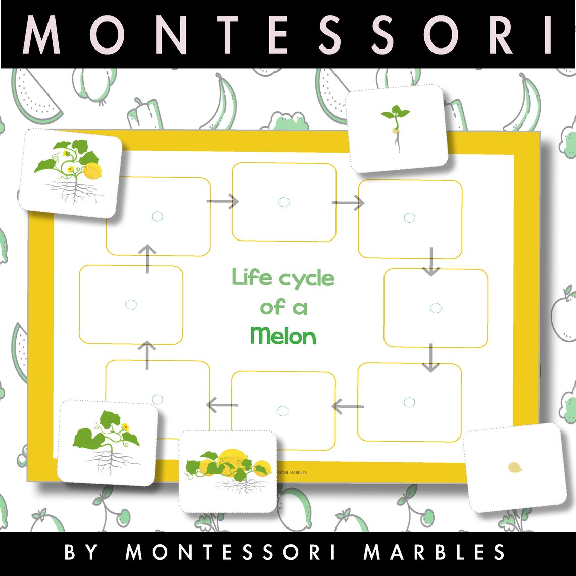 Life Cycle of a Melon and Montessori Nomenclature Cards | Etsy