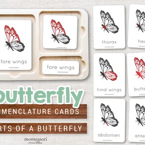 Parts of a Butterfly Montessori Nomenclature Cards - Etsy
