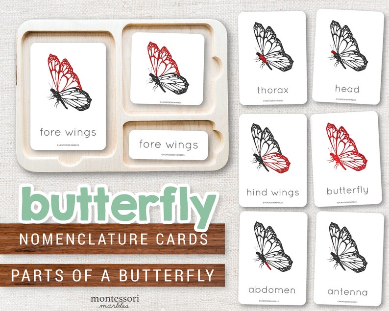 Parts of a Butterfly Montessori Nomenclature Cards - Etsy