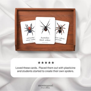 SPIDERS Types of Spiders Flash Cards Montessori Inspired Learning ...
