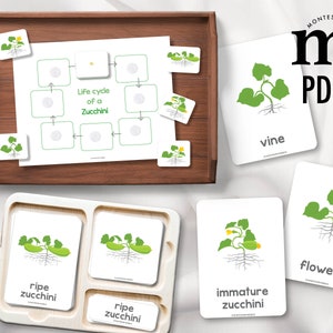 Life Cycle of a Zucchini Montessori Nomenclature Cards, Preschool ...