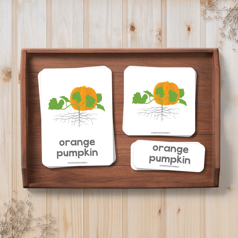 Life Cycle of a Pumpkin Montessori Nomenclature Cards - Etsy