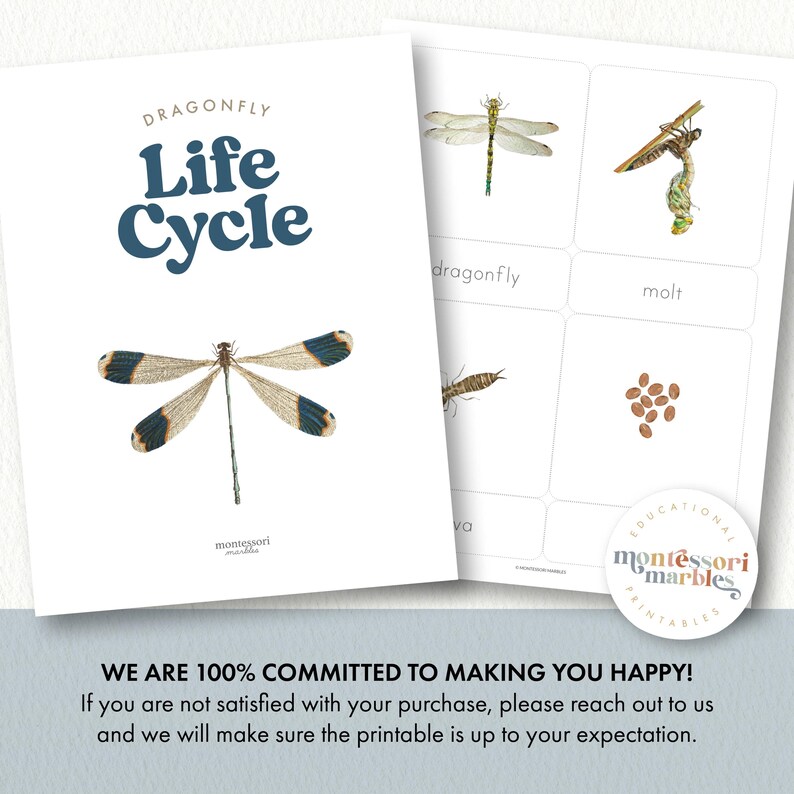 Montessori Dragonfly Life Cycle Nomenclature Cards | Sequencing ...