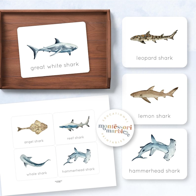 Sharks Flash Cards | 8 Species Watercolor Art | Ocean Marine Biology ...