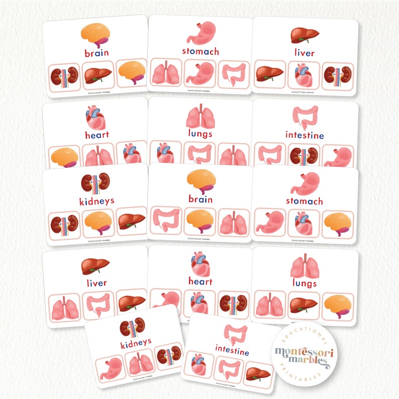Human Body Organs Picture Matching | Anatomy Flash Cards | Montessori ...