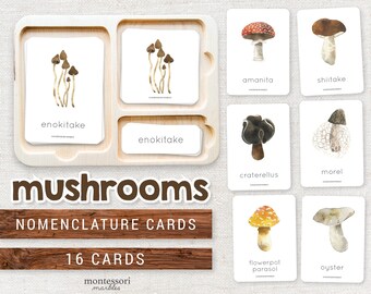 Mushroom Flash Cards - Etsy