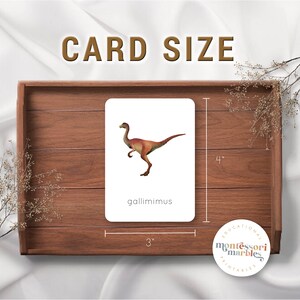 DINOSAURS Flash Cards | 18 Flashcards | Montessori Inspired Homeschool ...