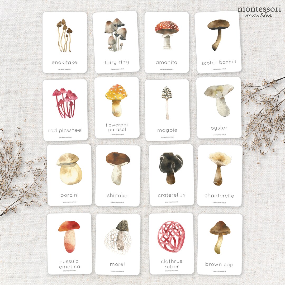 MUSHROOMS Nomenclature Cards montessori Vocabulary Builder - Etsy
