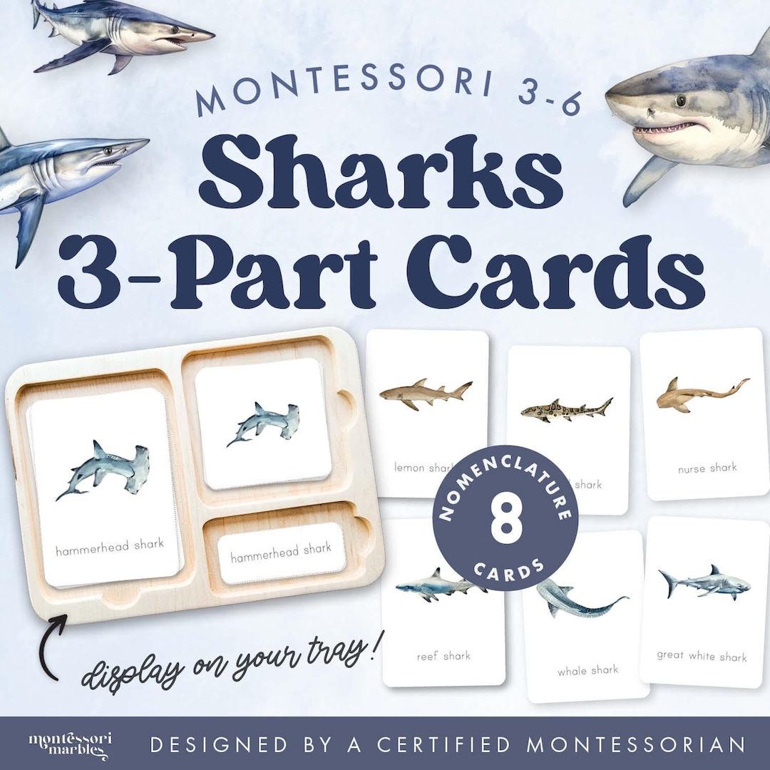 Sharks Nomenclature Cards | 8 Species 3-part Cards | Montessori Ages 3 ...