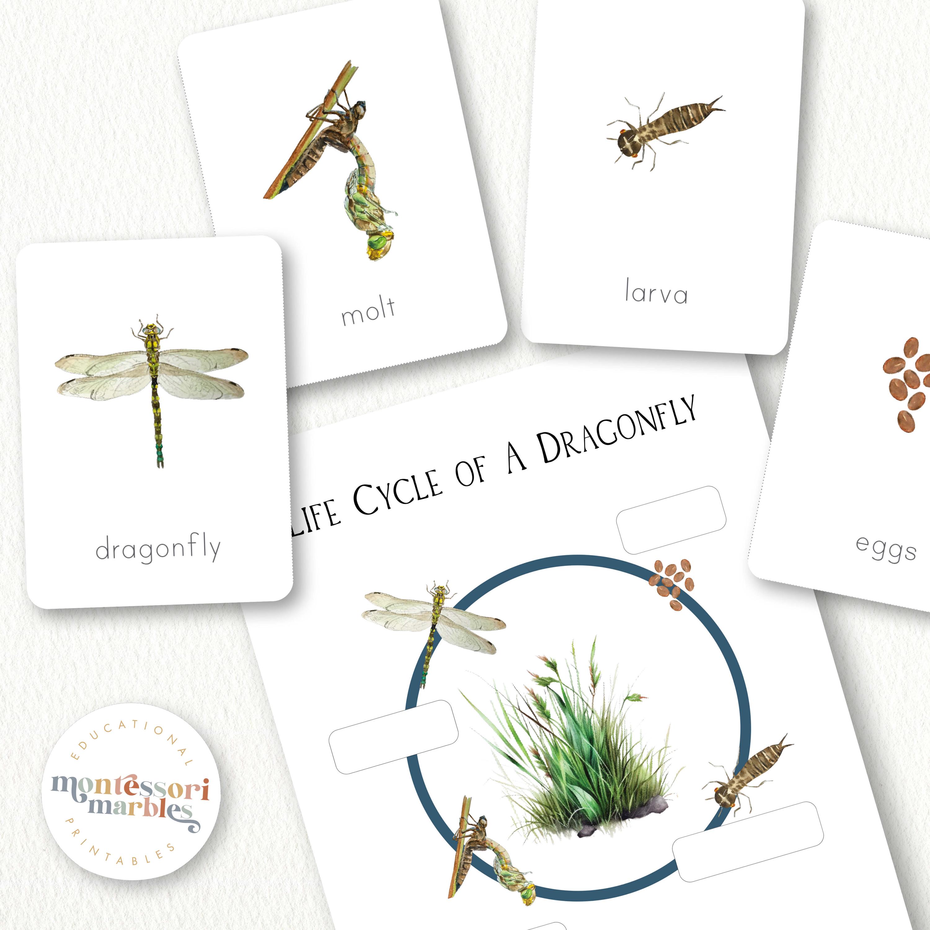 Montessori Dragonfly Life Cycle Nomenclature Cards | Sequencing ...